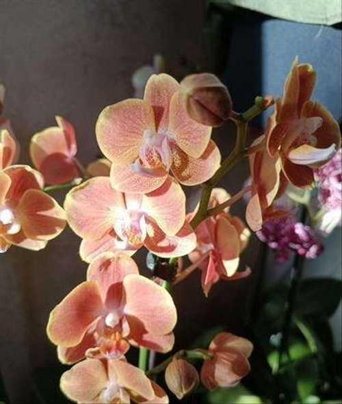 Орхидея фаленопсис Брион, Карина