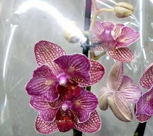 Орхидея фаленопсис бабочка 2 ветви редкая