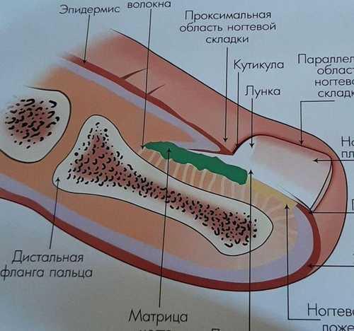 Постер строение ногтя