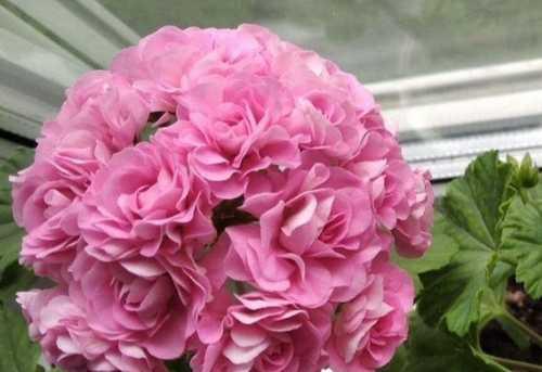 Пеларгония Australian pink rosebud