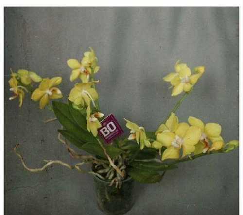 Цветущая орхидея I-Hsin Beaming Sun