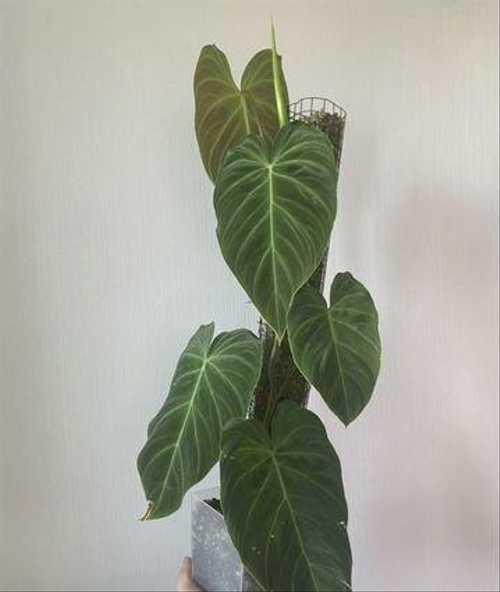 Philodendron splendid