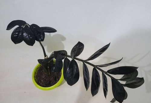 Zamioculcas black leaves ex Korea Замиокулькас