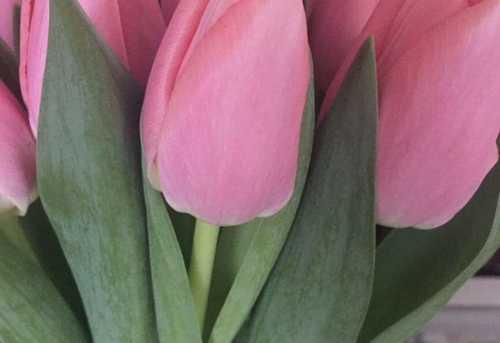 Тюльпаны оптом классические сорт Mascovri