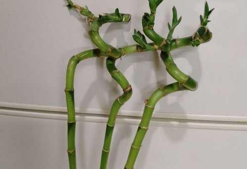 Бамбук растение