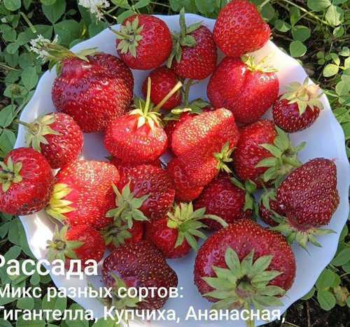 Продажа рассады клубники