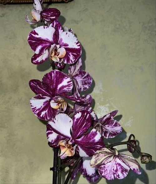 Орхидея фаленопсис аля Шоколад