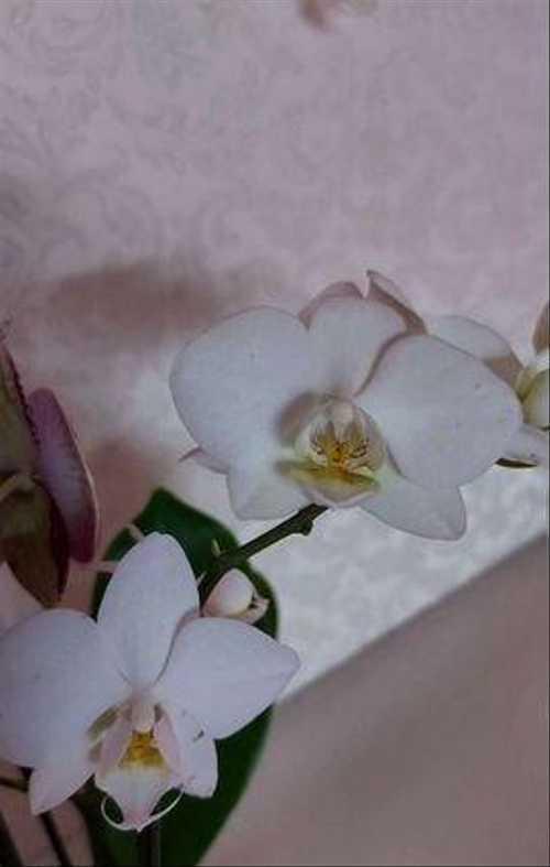 Орхидея фаленопсис белая мультифлора