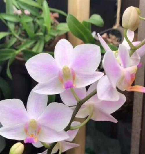 Орхидея Хатуюки