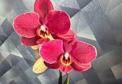 Орхидея фелонтропис биг лип