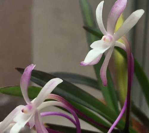 Орхидея неофинетия (Neofinetia falcata Shutenno)