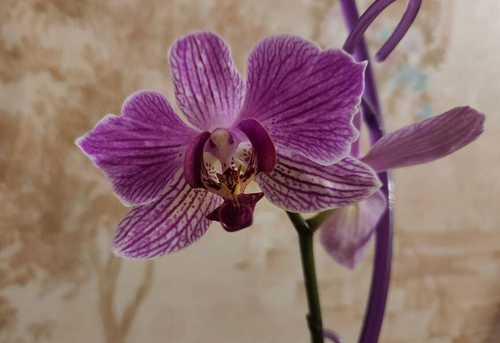 Орхидея фаленопсис "Flirtation"
