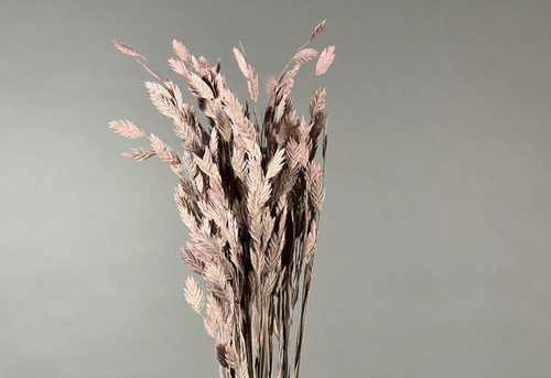 Хасмантиум Dried light pink сухоцветы