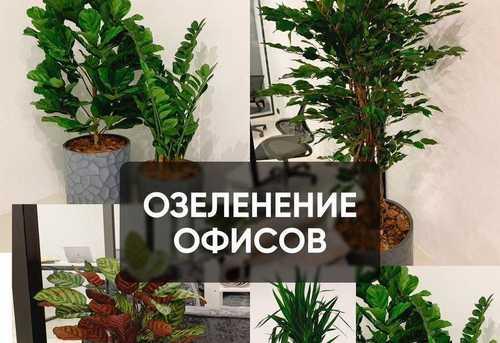 Озеленение офиса/живые растения для офиса