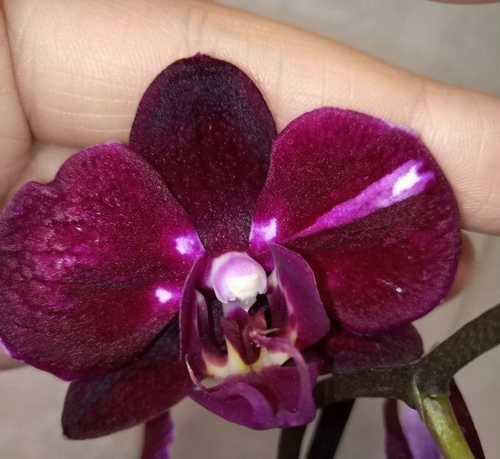 Орхидея фаленопсис Элегант Хеппи Энджел