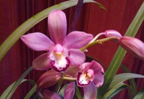 Орхидея цимбидиум розовый