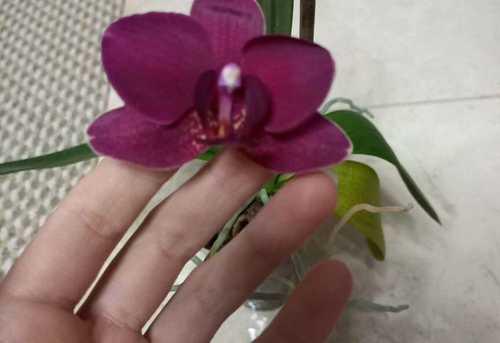 Орхидея фаленопсис Burgundy Red