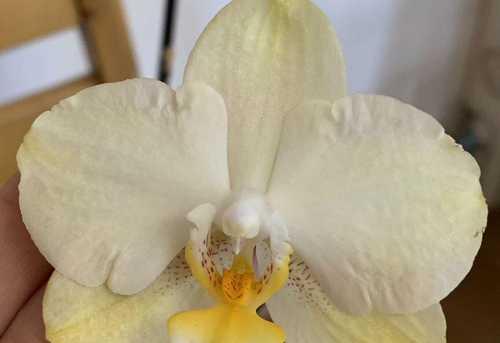 Орхидея фаленопсис сорт Персики