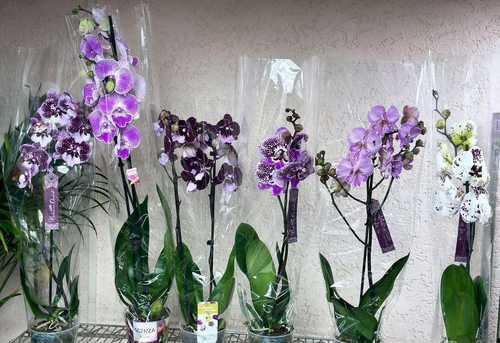 Орхидеи коллекционные