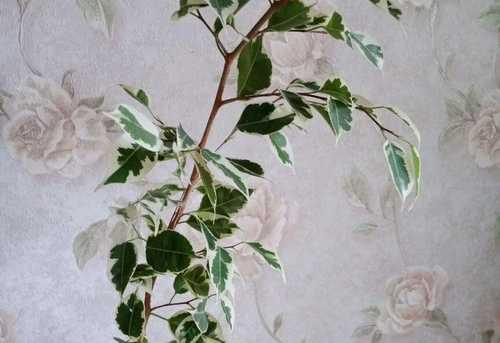 Фикус бенджамина, алоэ, золотой ус