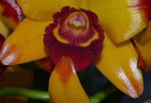 Орхидея каттлея Rth.Jin Beaunty