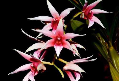 Орхидея Dendrobium treacherianum Dark Red