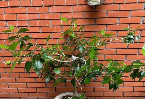 Гибискус китайская роза 125 см