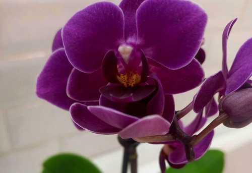 Орхидея редкого окраса