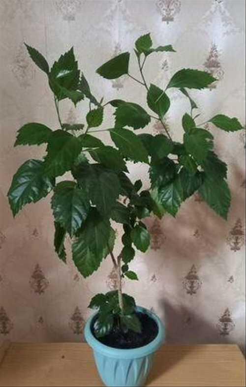 Комнатное растение Гибискус Китайская роза