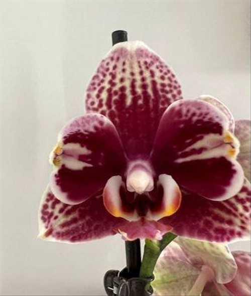 Орхидея фаленопсис Бантик Даймонд Дрим