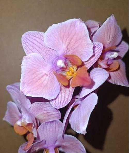 Орхидея фаленопсис Бабочка Santa ros