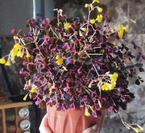 Oxalis (кислица) Plum Crazy