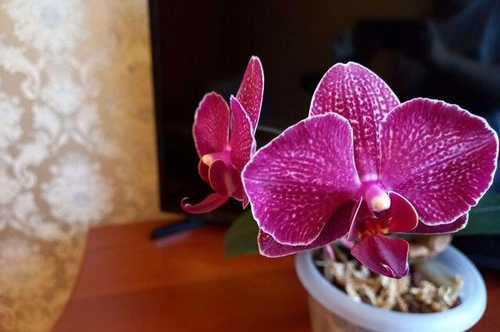 Орхидея фаленопсис Черри Бомб