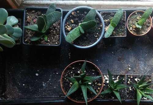 Суккуленты и другие растения