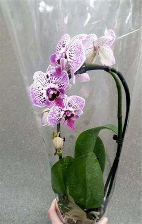 Орхидея фаленопсис Каскад в ассортименте