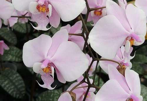 Орхидея Phal. Schilleriana ‘NSH’