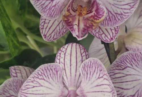 Орхидея фаленопсис Тропик Пикоти