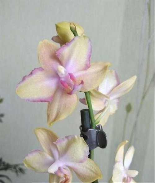 Орхидея фаленопсис Тайсуко Джаспер