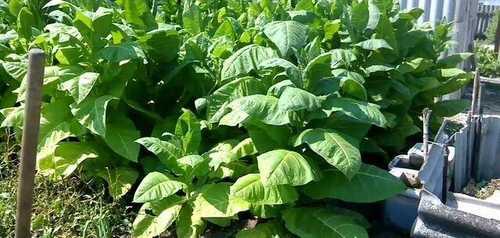 Семена Табака