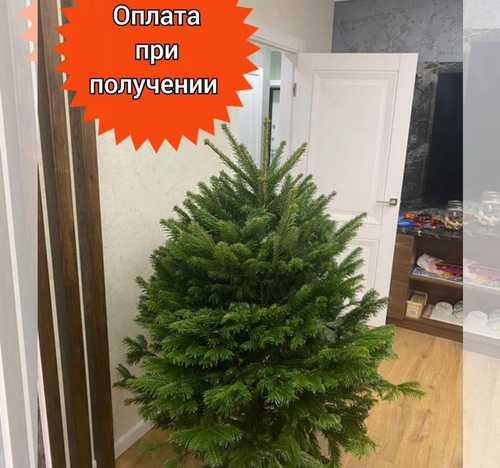Ель, сосна живая, гирлянды