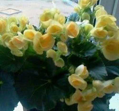Бегония жёлтая, кактус, фиалка