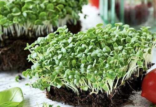 Семена микрозелени оптом