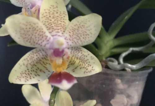 Орхидея фаленопсис Lucky Star