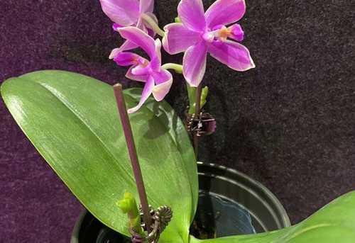 Орхидея из азии (фаленопсис)