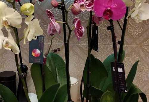 Орхидея фаленопсис / сортовые