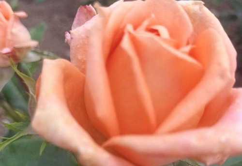 Роза вьющая и плетистая