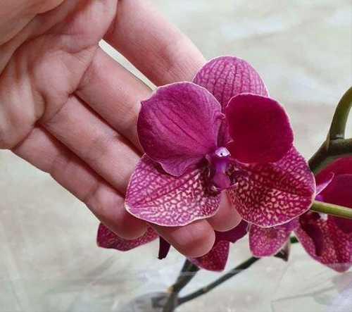 Орхидея фаленопсис бабочка бордовая