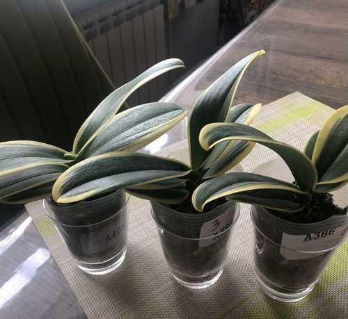 Орхидея (Вариегатные фаленопсисы)