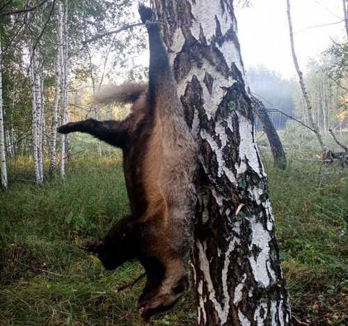 Барсучий жир от охотника