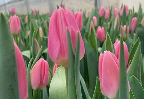 Тюльпаны к 8 марта оптом